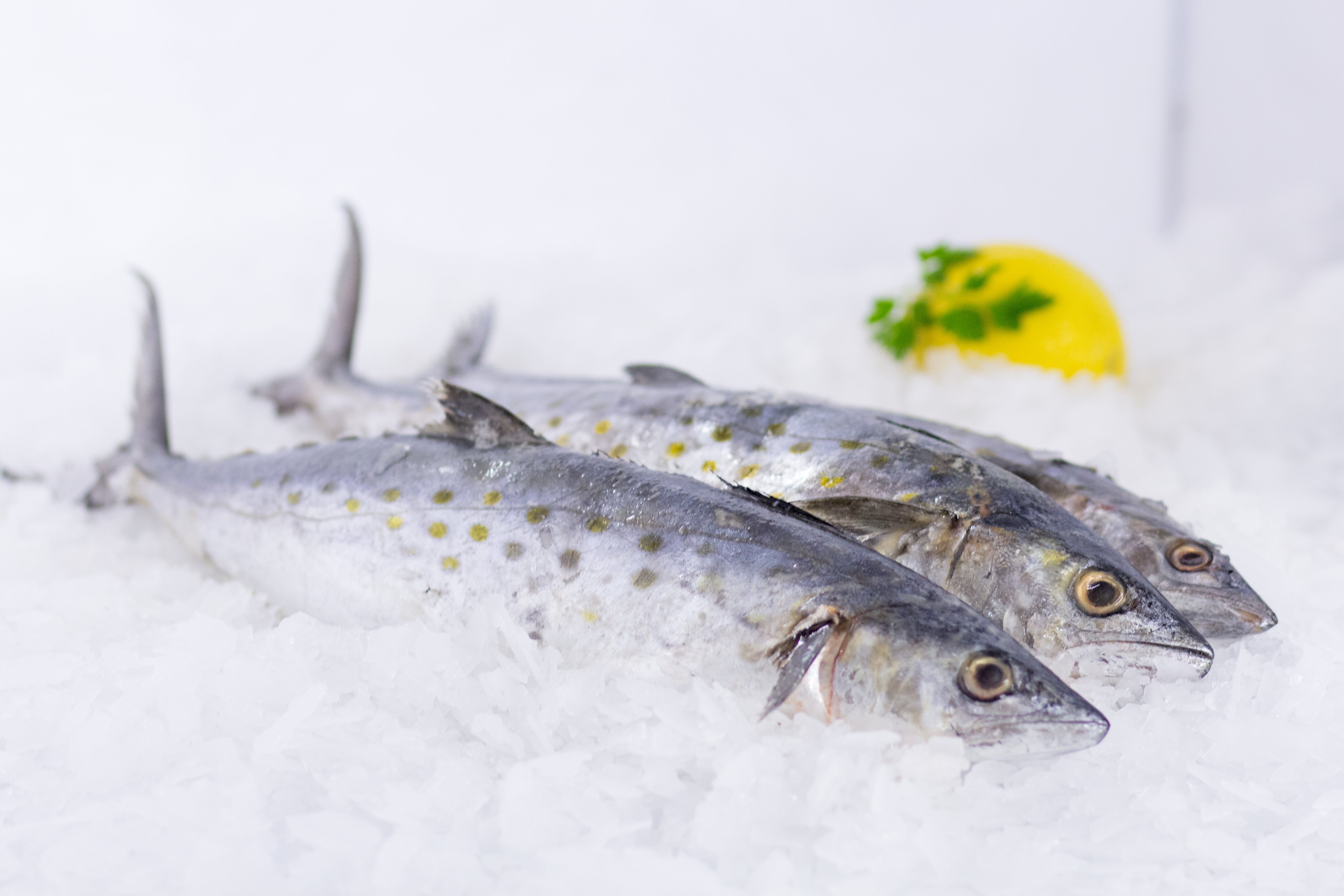 Fresh Spanish Mackerel Whole – Wholey's Market